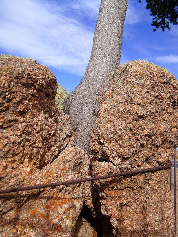 Amazing, Pohon ini Tumbuh Di Atas Batu